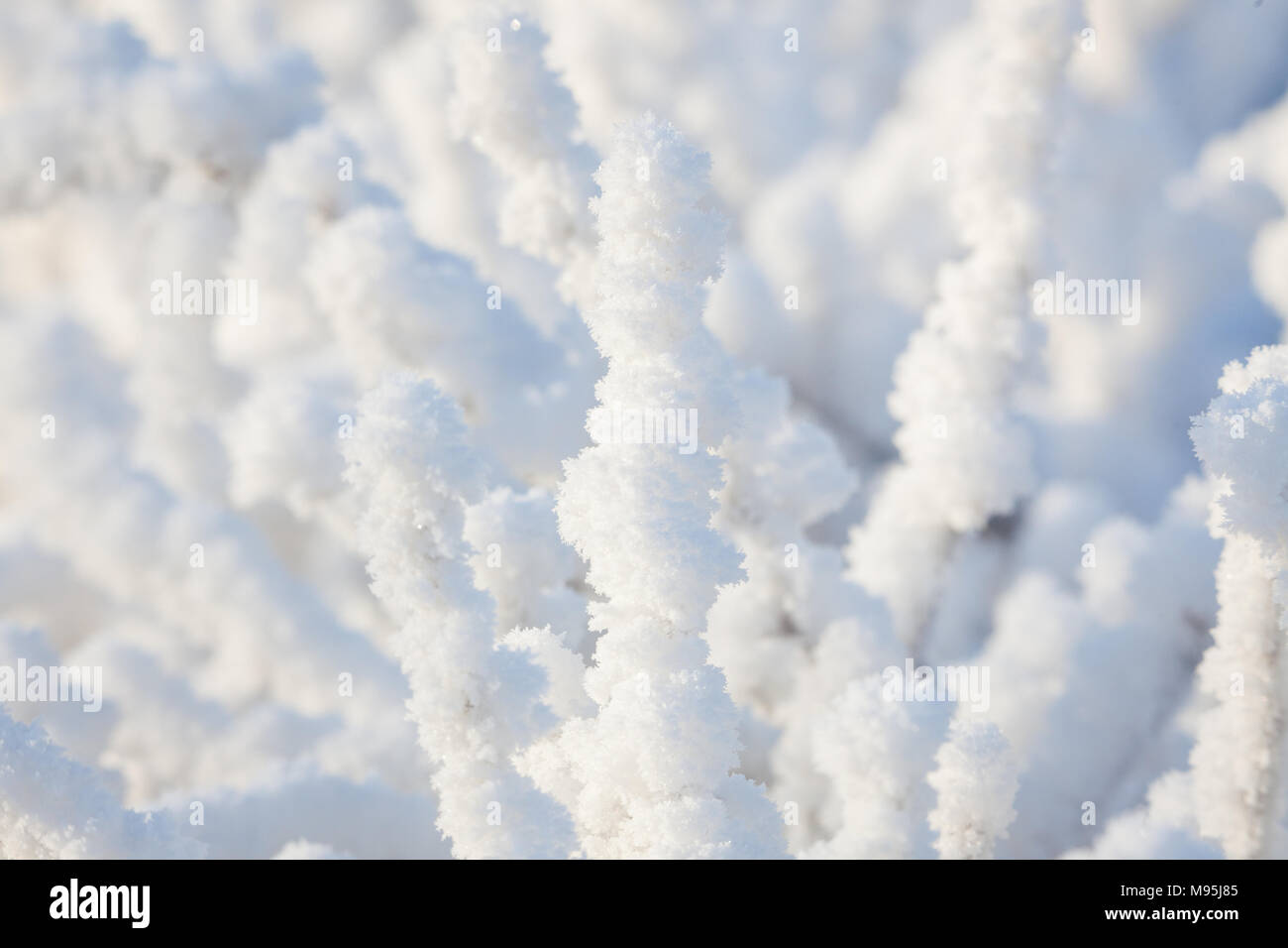 Snow bush hi-res stock photography and images - Alamy