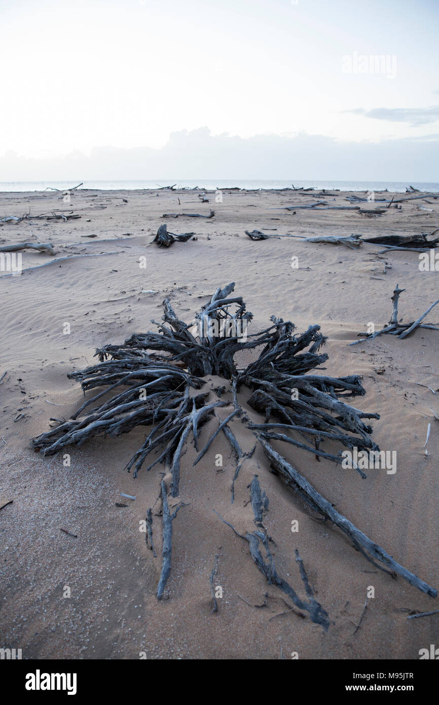 Driftwood on Matapica beach Suriname South America. The beach is famous ...
