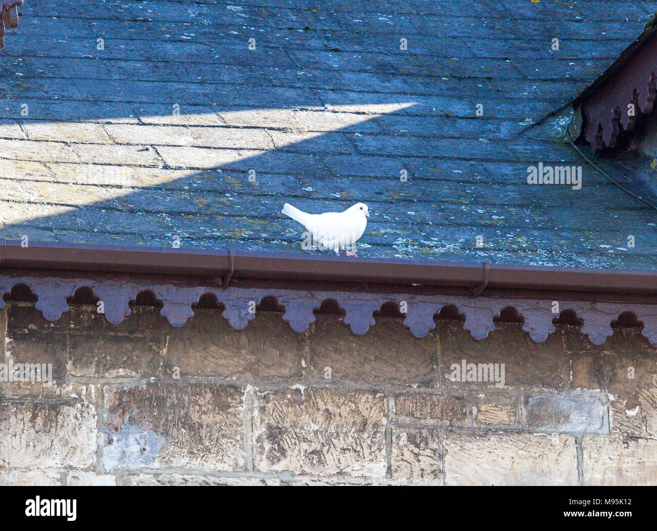 white dove on a roof Stock Photo - Alamy
