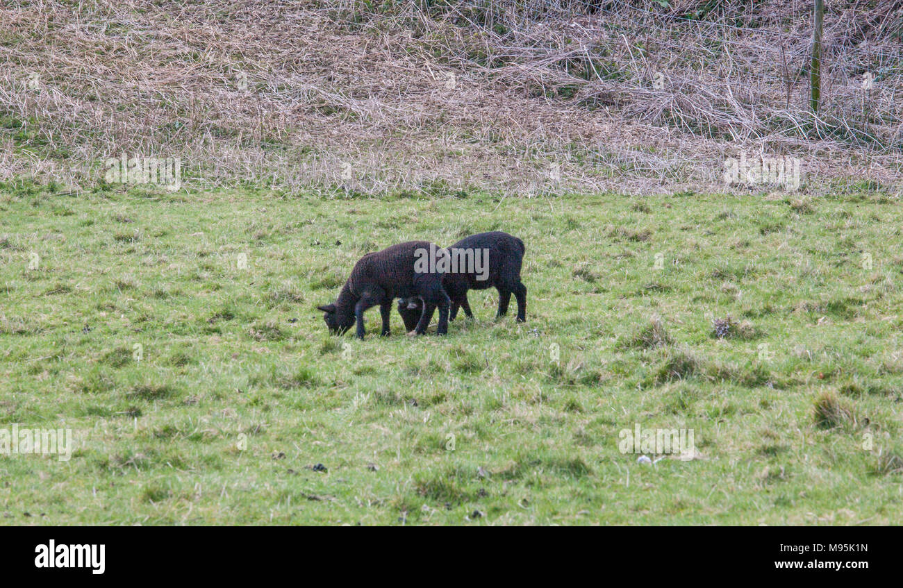 Black lambs hi-res stock photography and images - Alamy