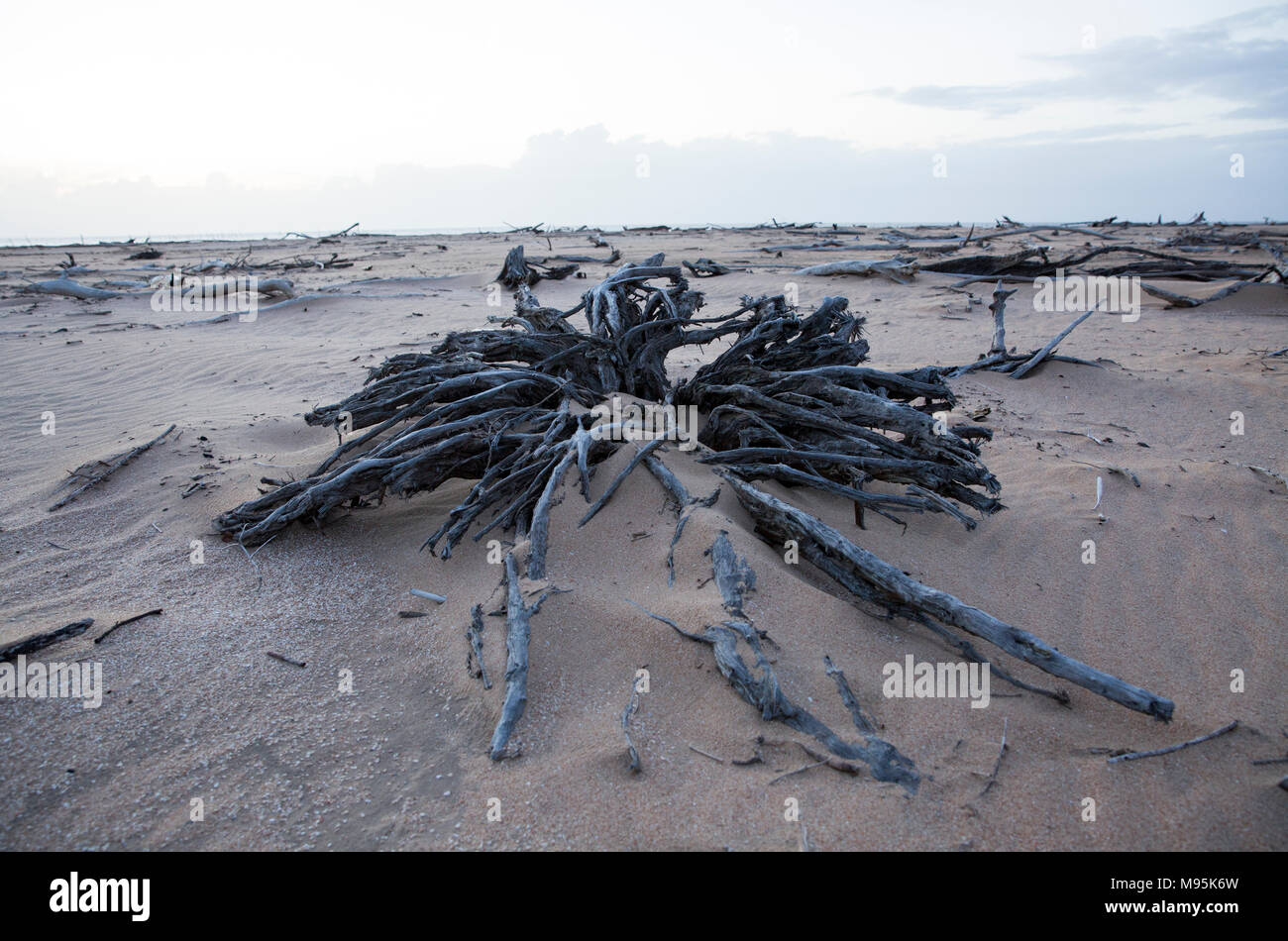 Driftwood on Matapica beach Suriname South America. The beach is famous ...