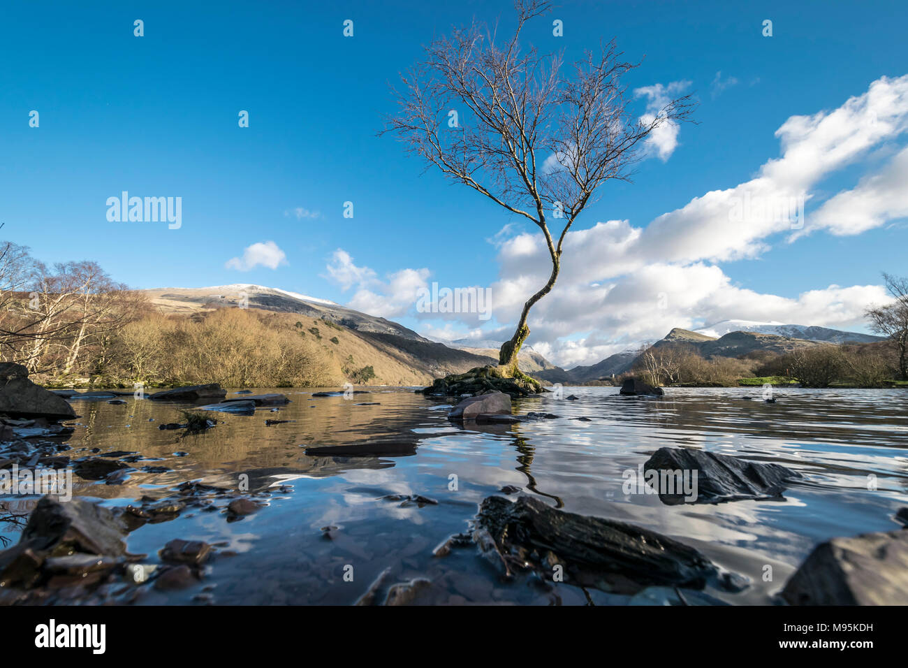 Lonely tree of llyn padarn hi-res stock photography and images - Alamy