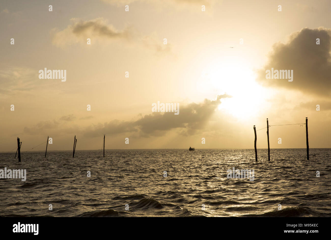 Matapica suriname hi-res stock photography and images - Alamy