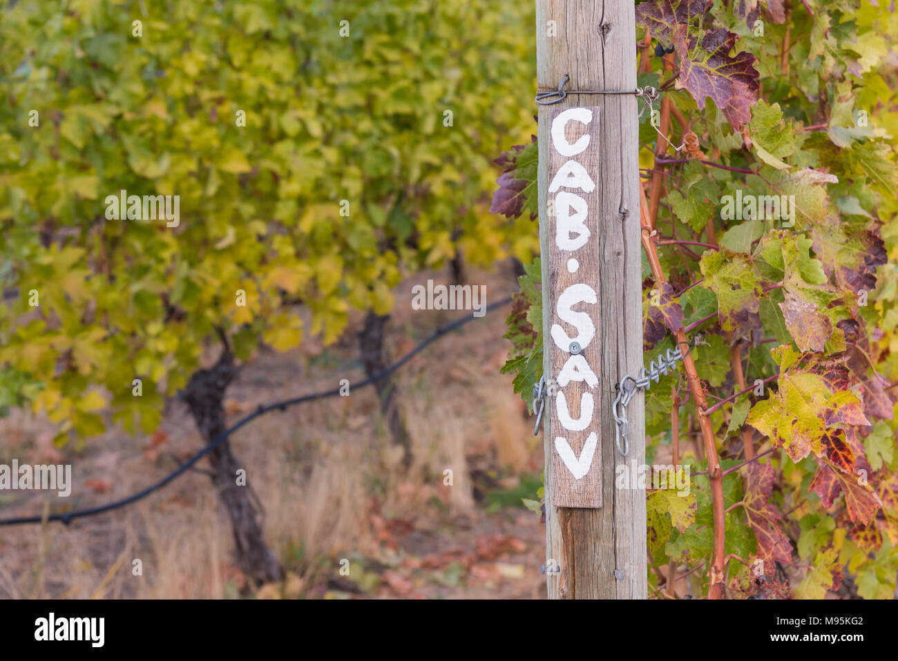 Sign-post in vineyard painted with Cab-Sauv marking cabernet sauvignon ...