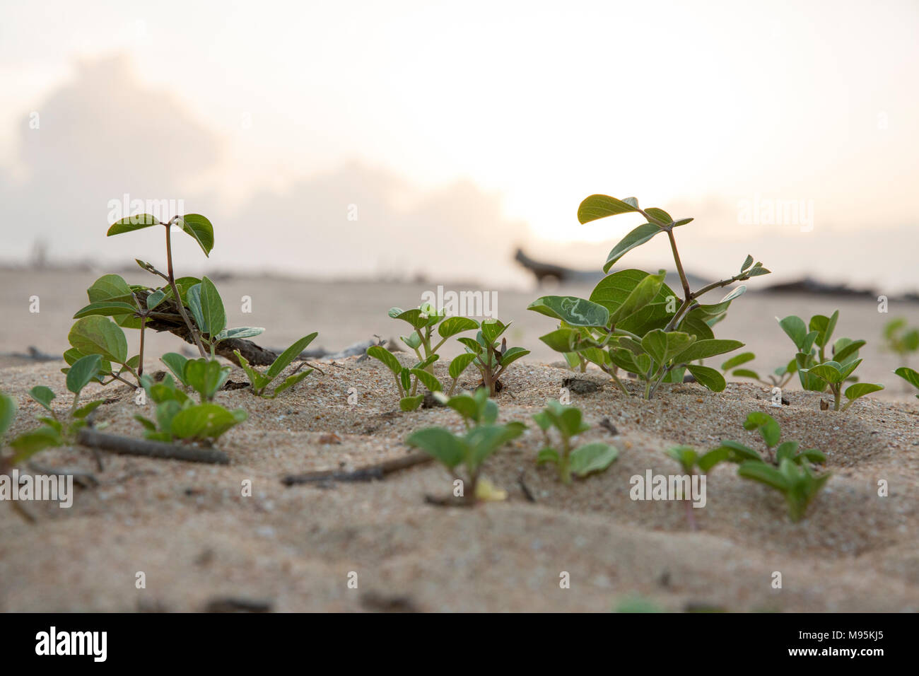 Vegetation growing on Matapica beach Suriname South America. The beach ...