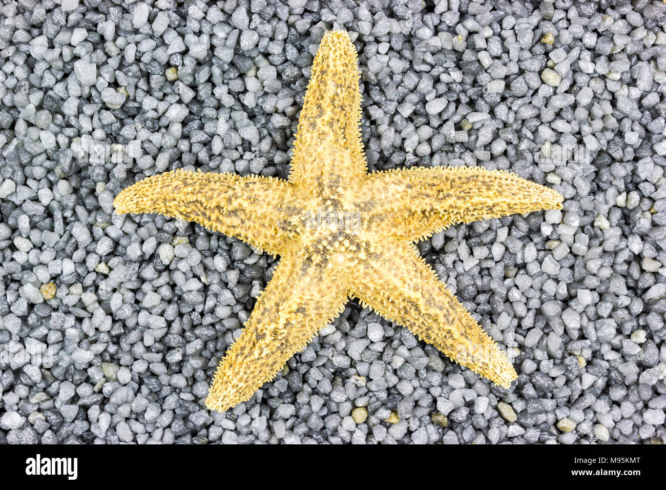 Starfish on a grey pebble Stock Photo - Alamy