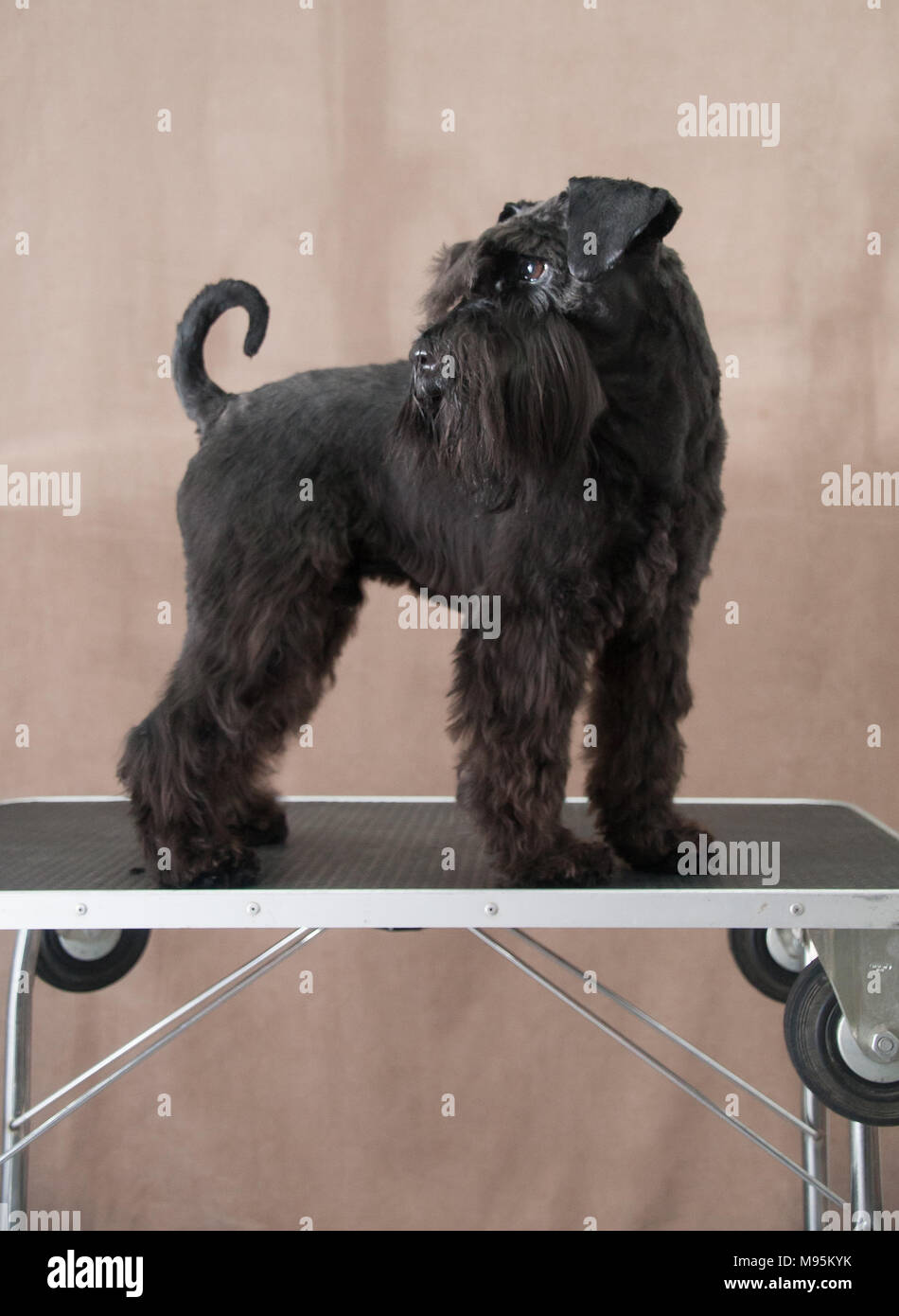 Mini schnauzer portrait Stock Photo - Alamy