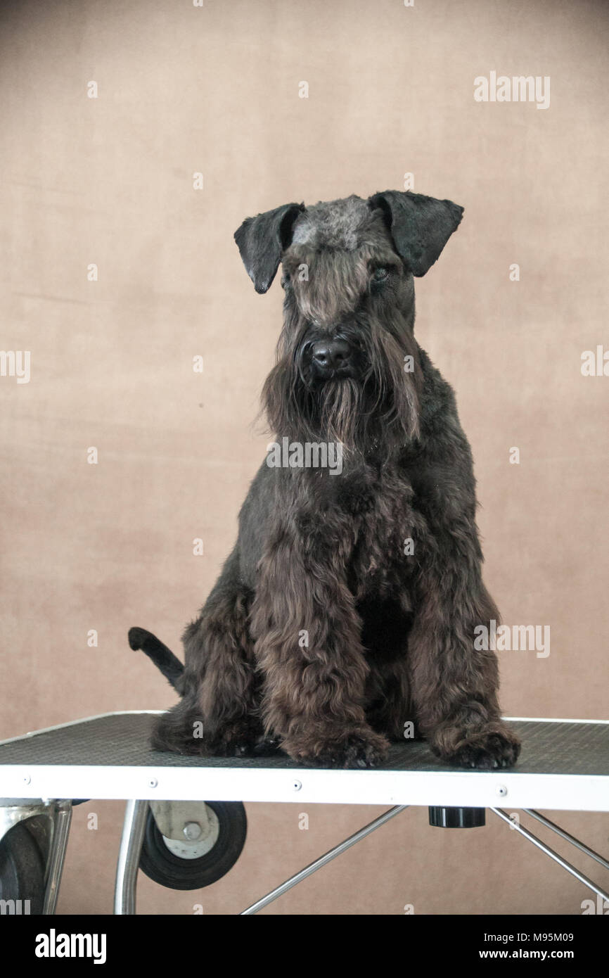 Mini schnauzer with family hi-res stock photography and images - Alamy