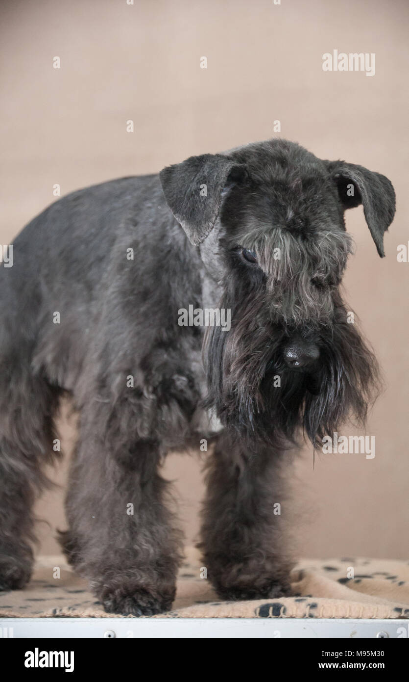Schnauzer dog portrait Stock Photo - Alamy