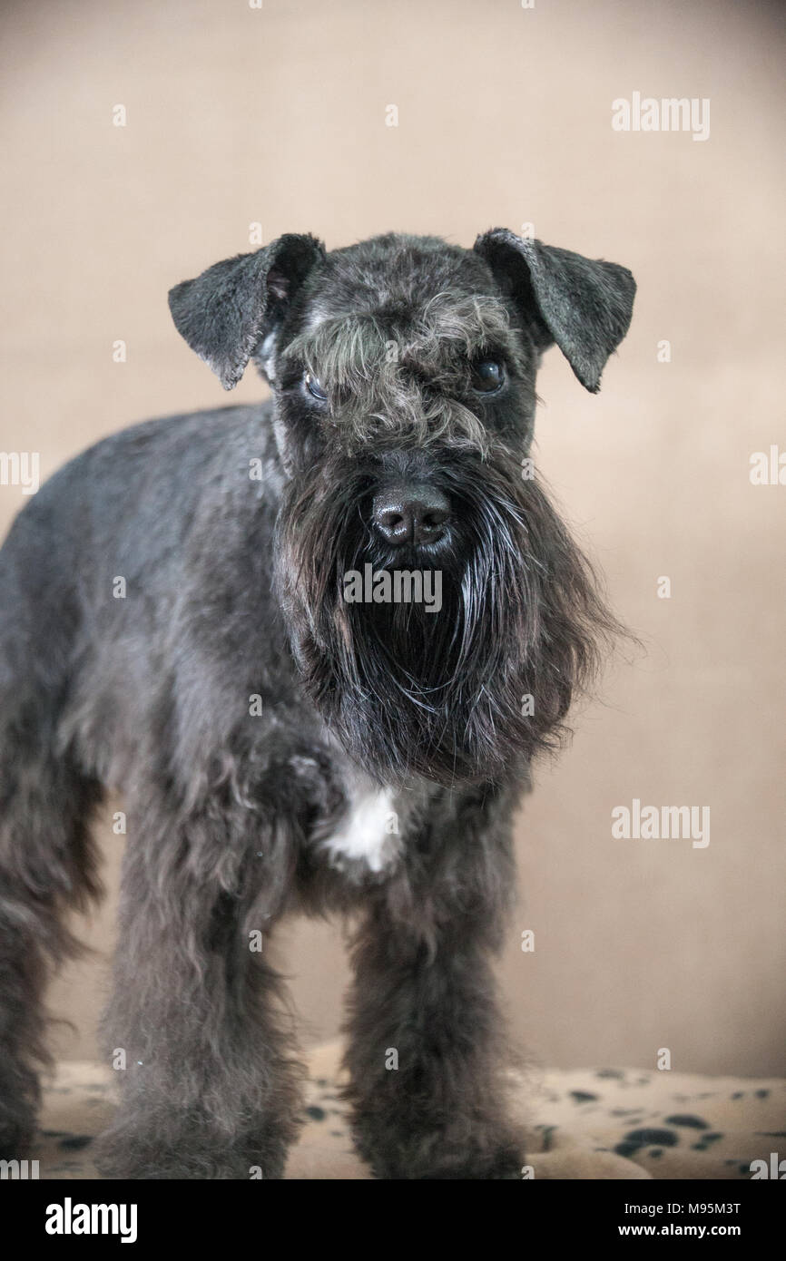 Bearded dog schnauzer hi-res stock photography and images - Alamy