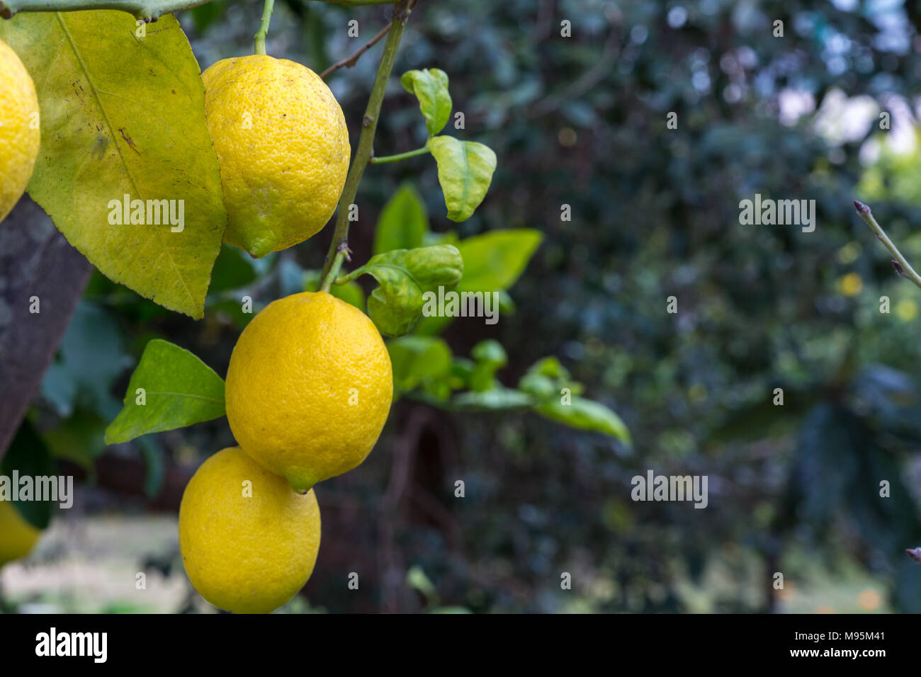 three yellow lemons on the tree in a Sicilian countryside Stock Photo ...