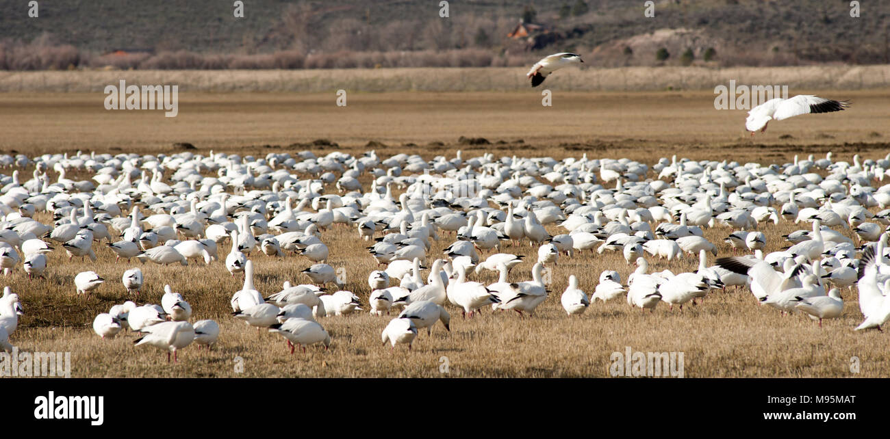 Migrating snow geese in flight hi-res stock photography and images - Alamy