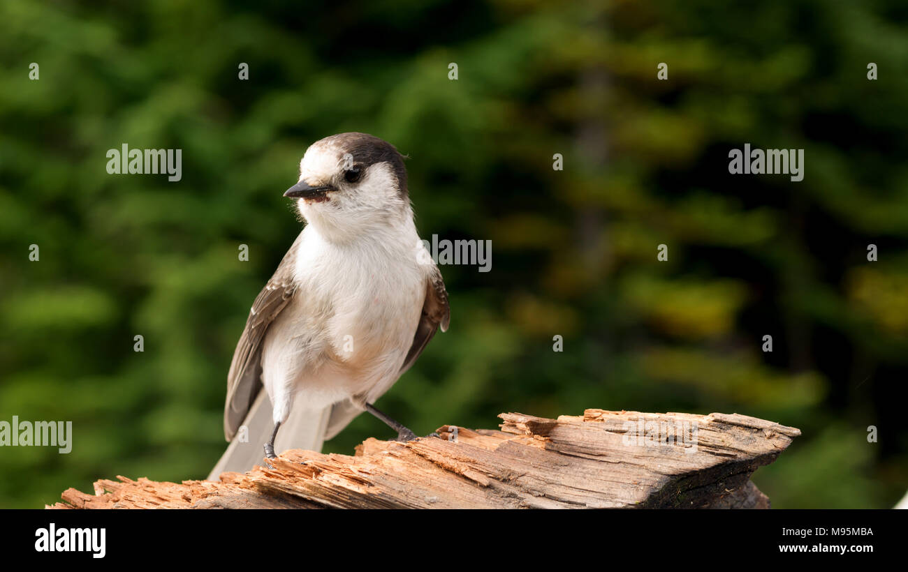A fearless bird known as the Camp Robber flies in and enjoys a log ...
