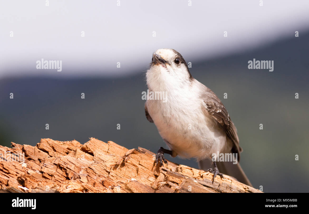 A fearless bird known as the Camp Robber flies in and enjoys a log ...
