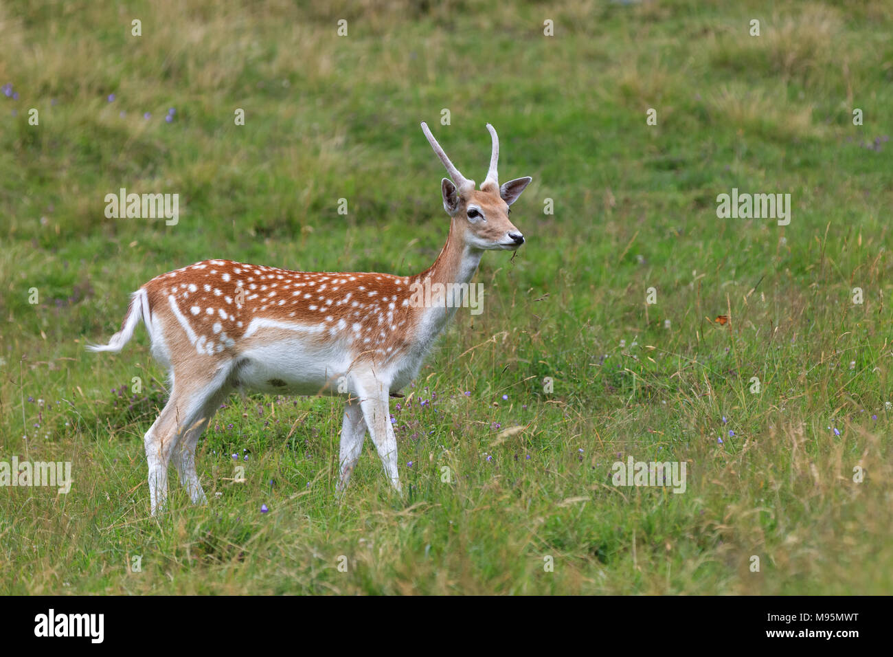 fallow deer (Dama dama) in Merlet Animal Park. Chamonix, France Stock ...