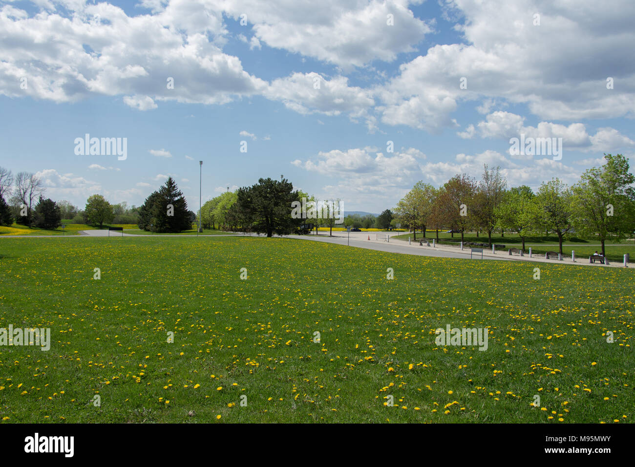 Public park in summer time Stock Photo - Alamy