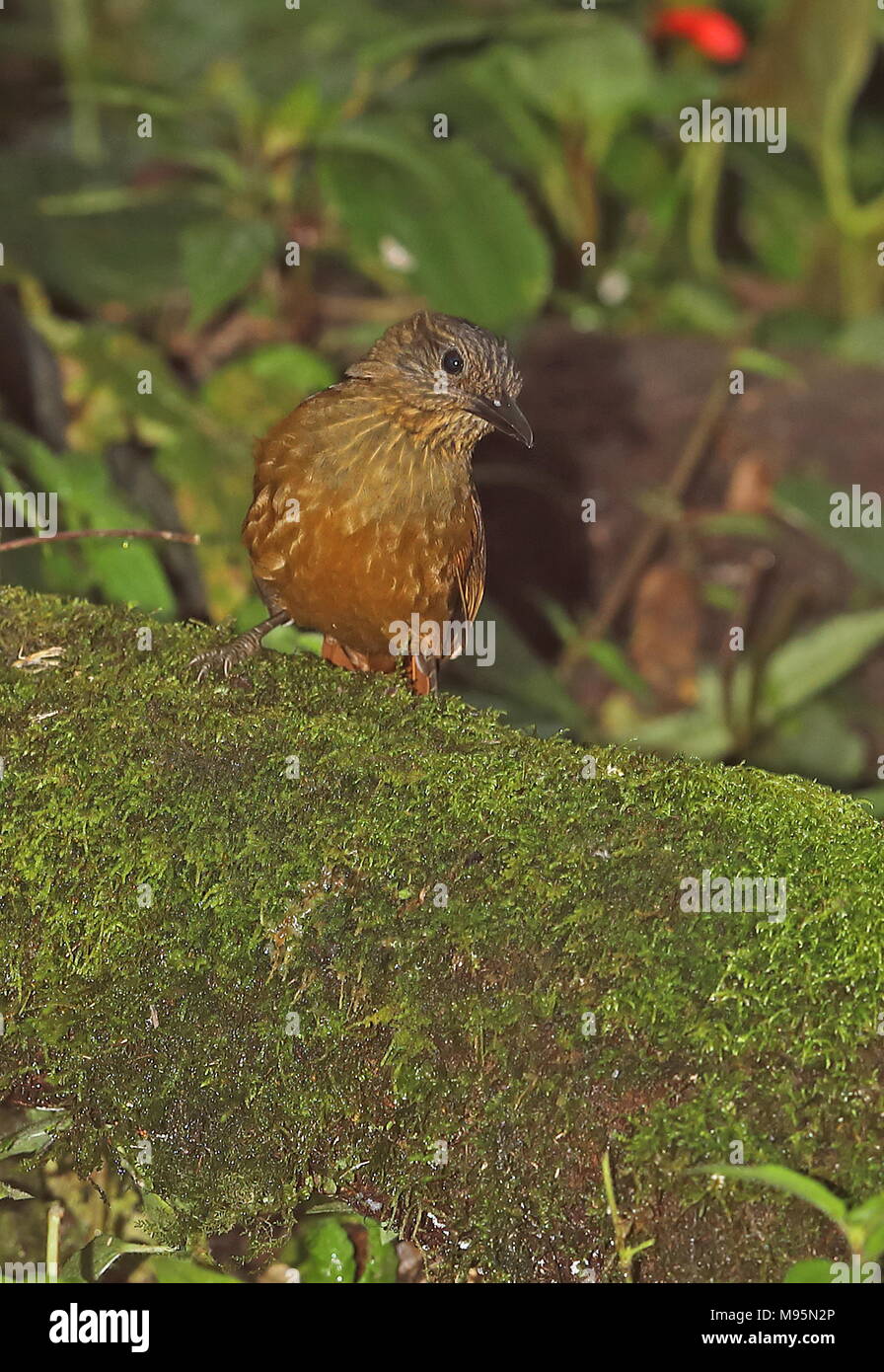 Streak-capped Treehunter (Thripadectes virgaticeps) adult standing on a ...