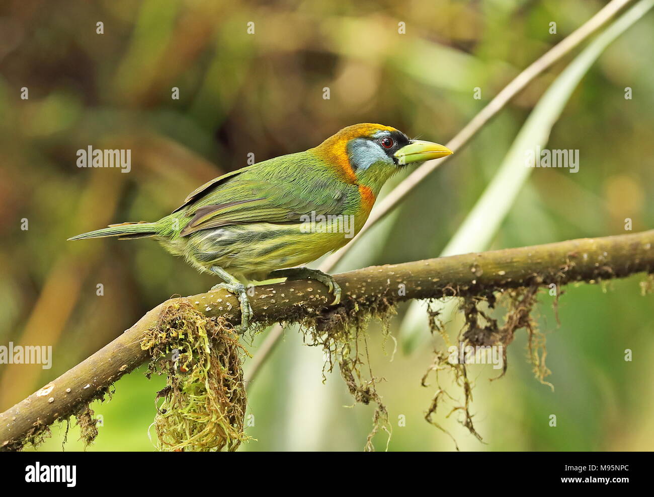 American barbet hi-res stock photography and images - Alamy