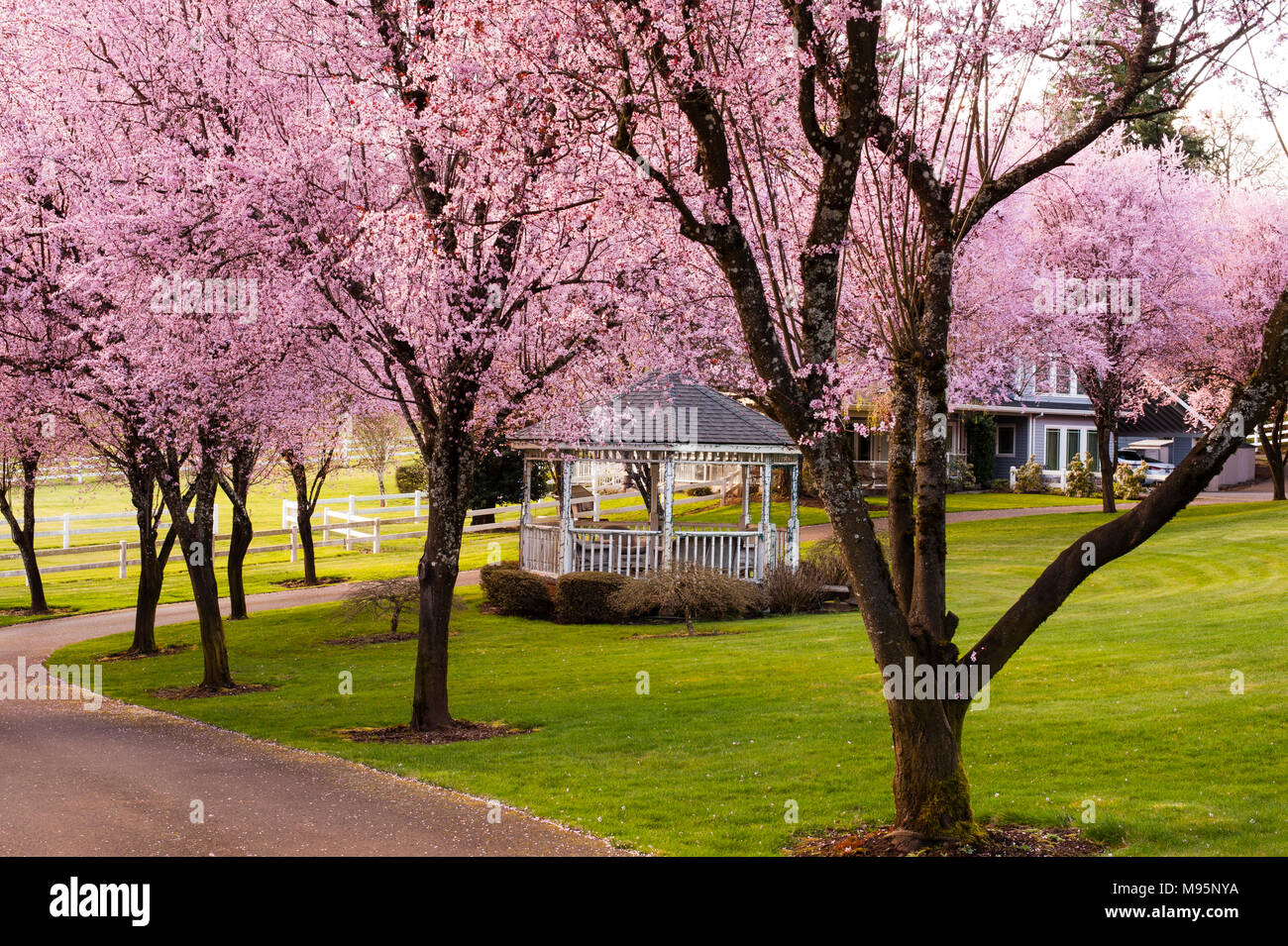 Cherry rees hi-res stock photography and images - Alamy