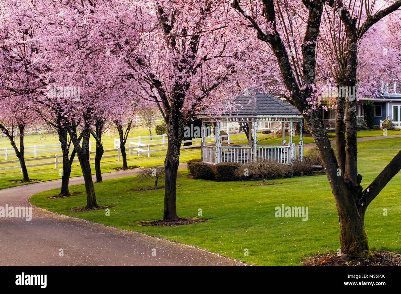 Cherry Blossoms in bloom along driveway with gazebo, peaceful and ...