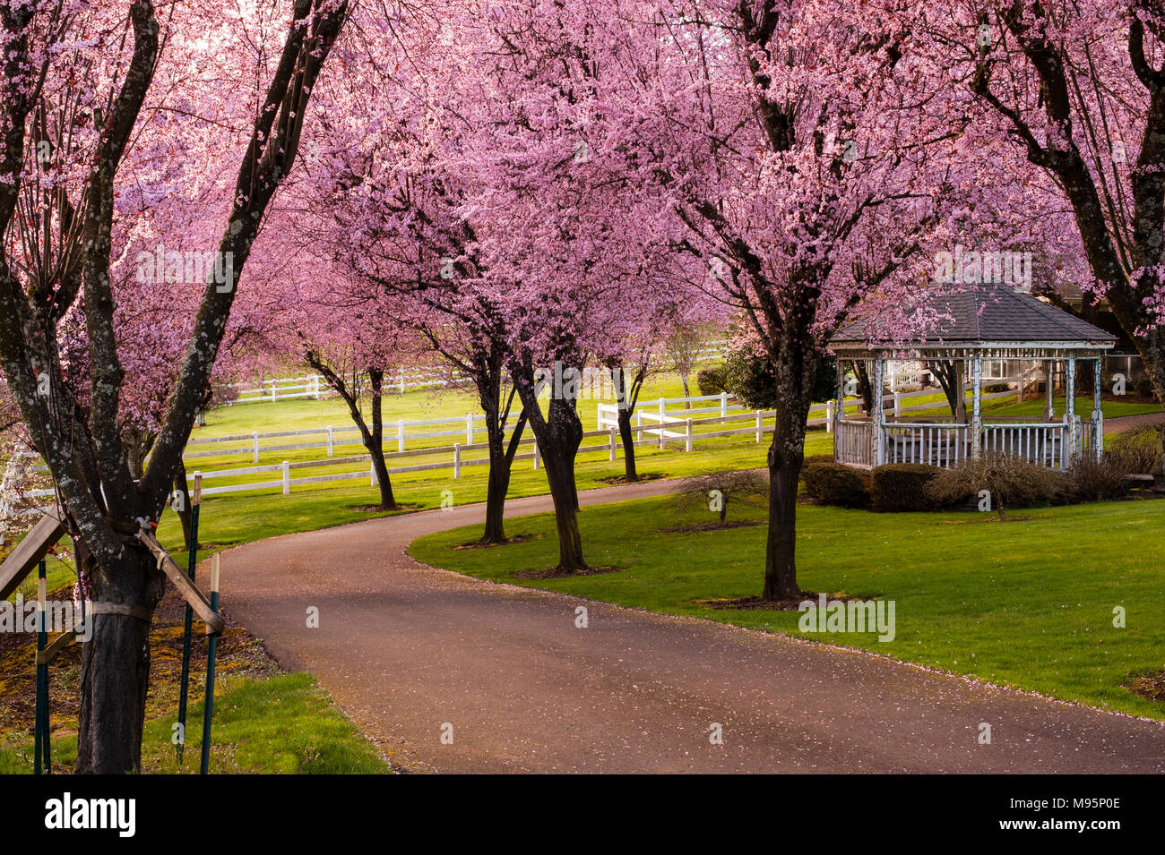 Cherry Trees Along Driveway Quiltingorchardist: Cherries And Elm.