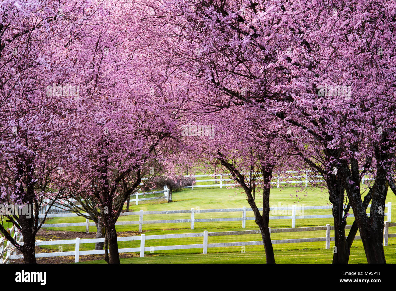 Cherry blossom pacific northwest hi-res stock photography and images ...