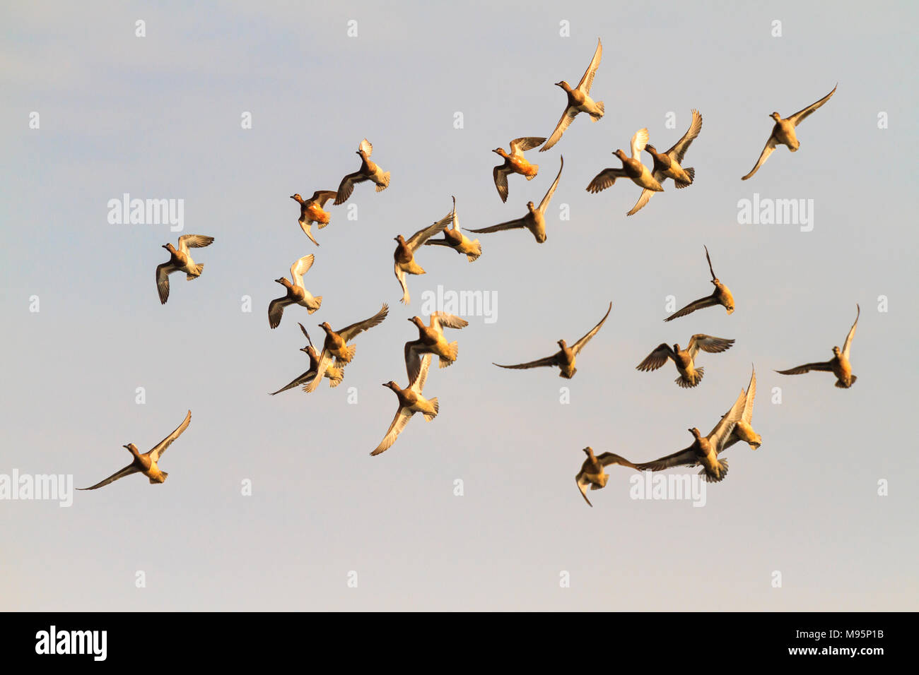 Garganey Duck Flying High Resolution Stock Photography and Images - Alamy