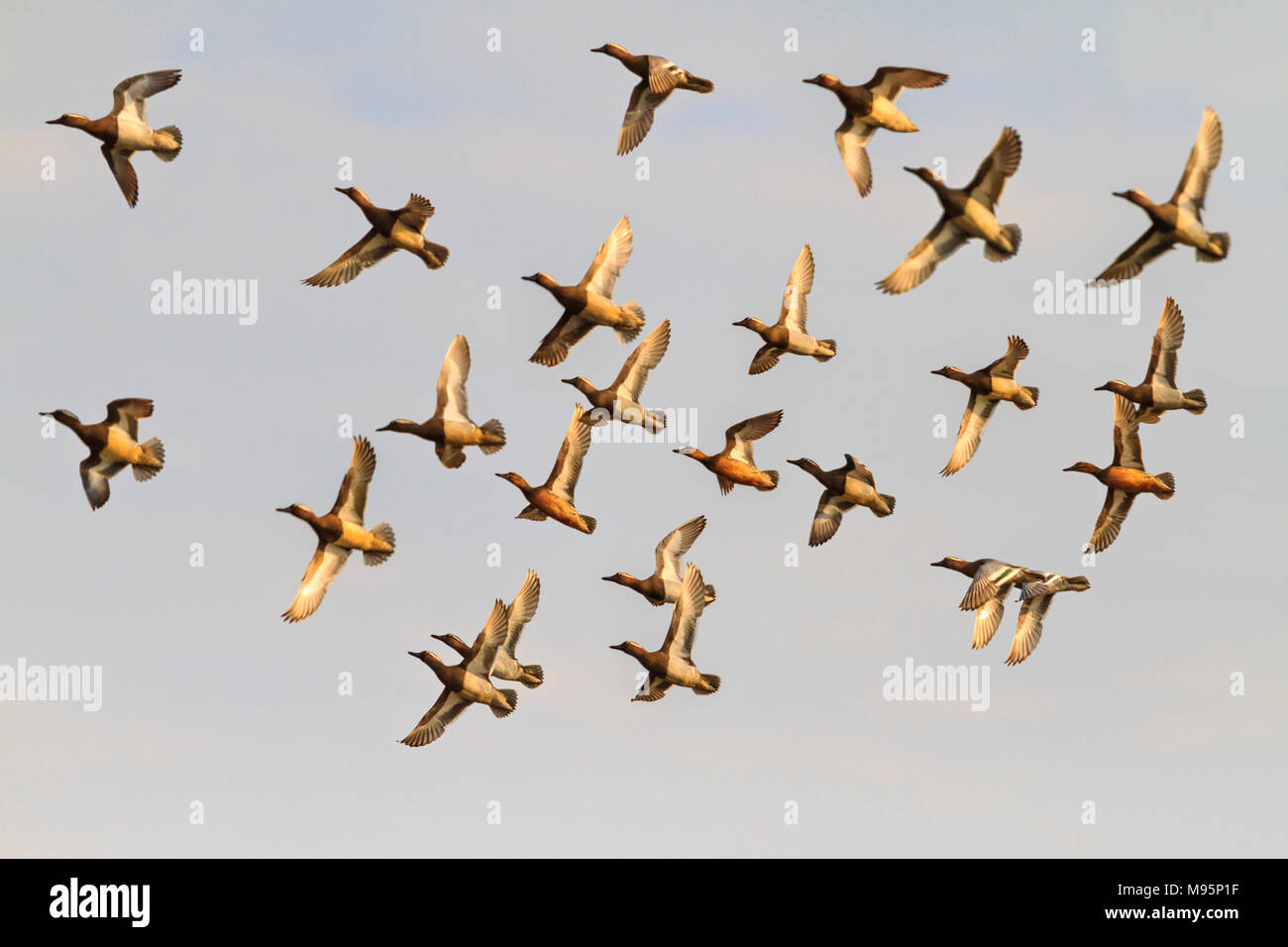 flock of flying ducks during the spring migration , Garganey, waterfowl ...