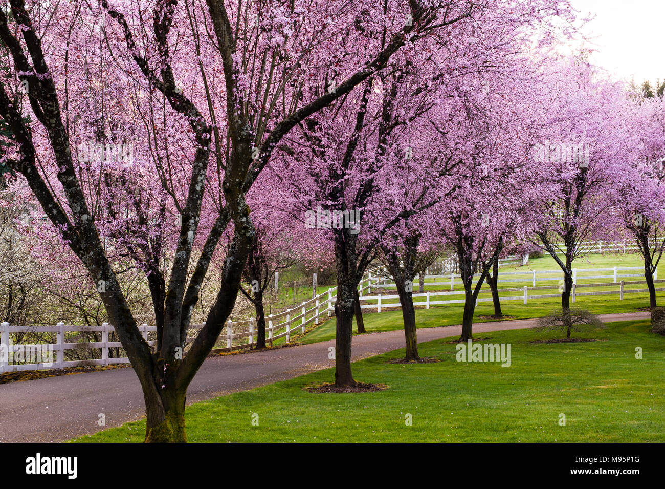 Cherry blossom pacific northwest hi-res stock photography and images ...