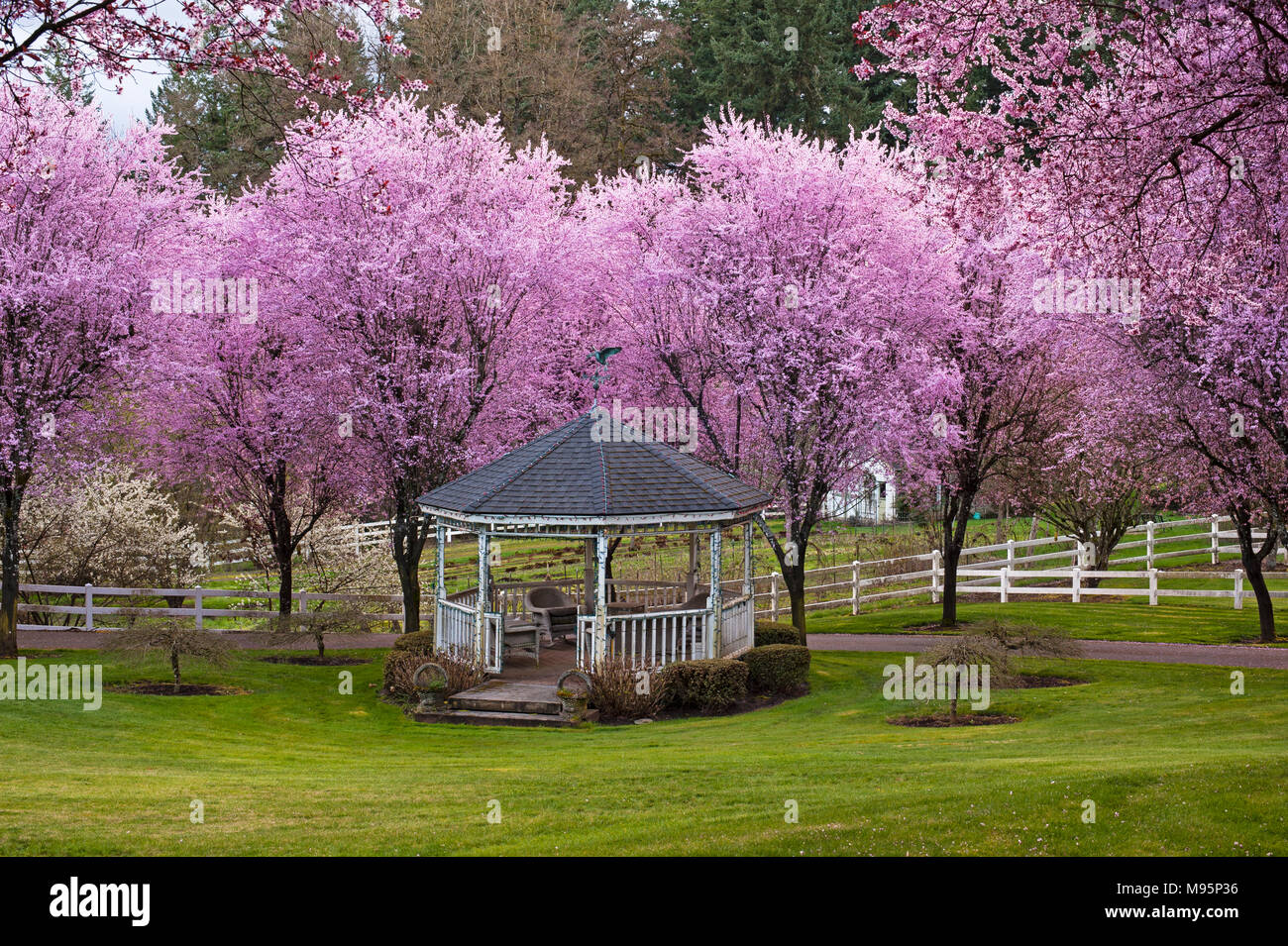 Cherry Blossoms in bloom along driveway with gazebo, peaceful and ...
