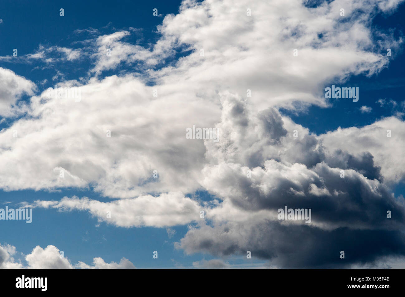 Cumulus congestus clouds toward evening with vertical growth Stock ...