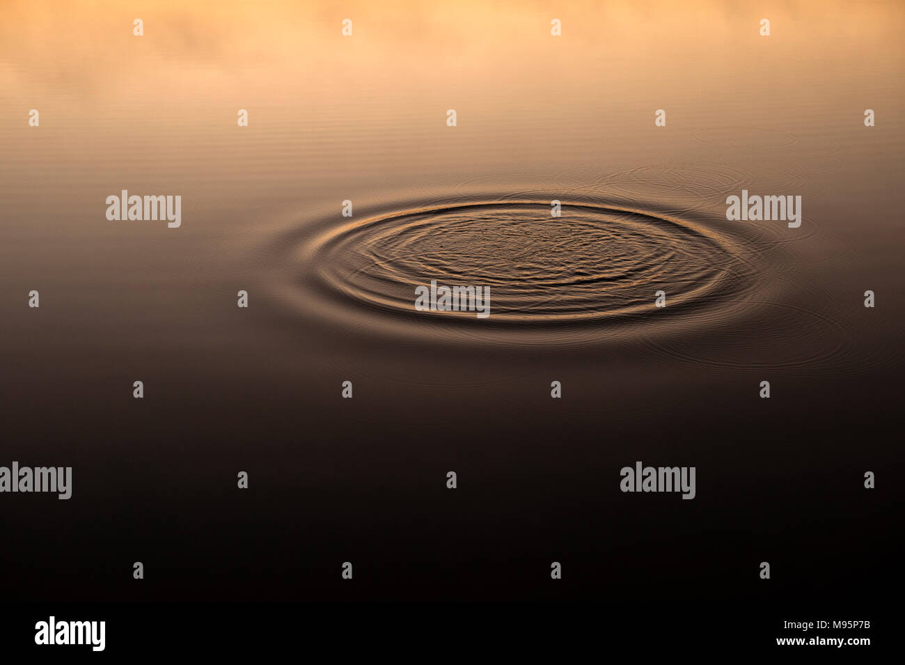 Sunrise with calm lake water along shoreline with small ripples moving ...