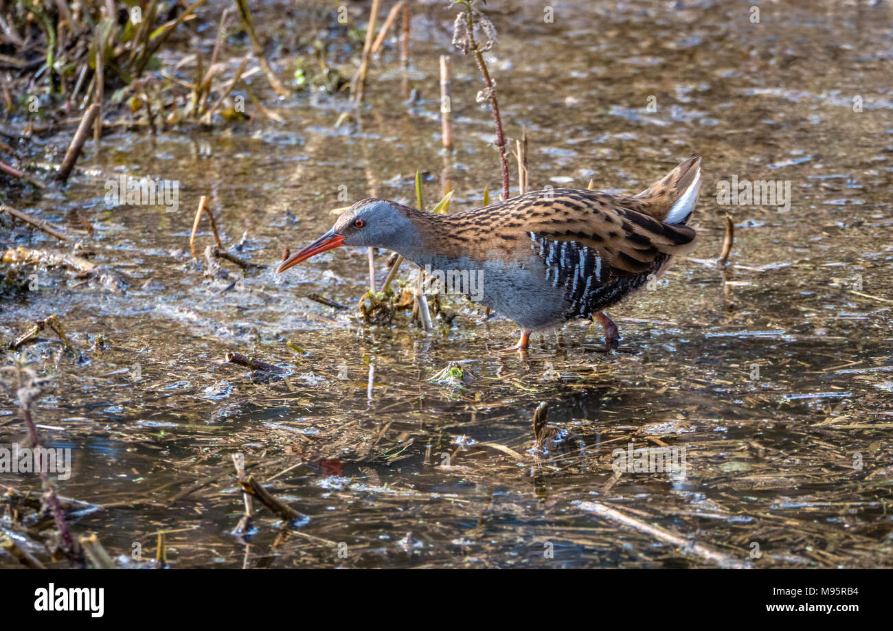 Water rail Rallus aquaticus a shy and secretive European wetland bird ...