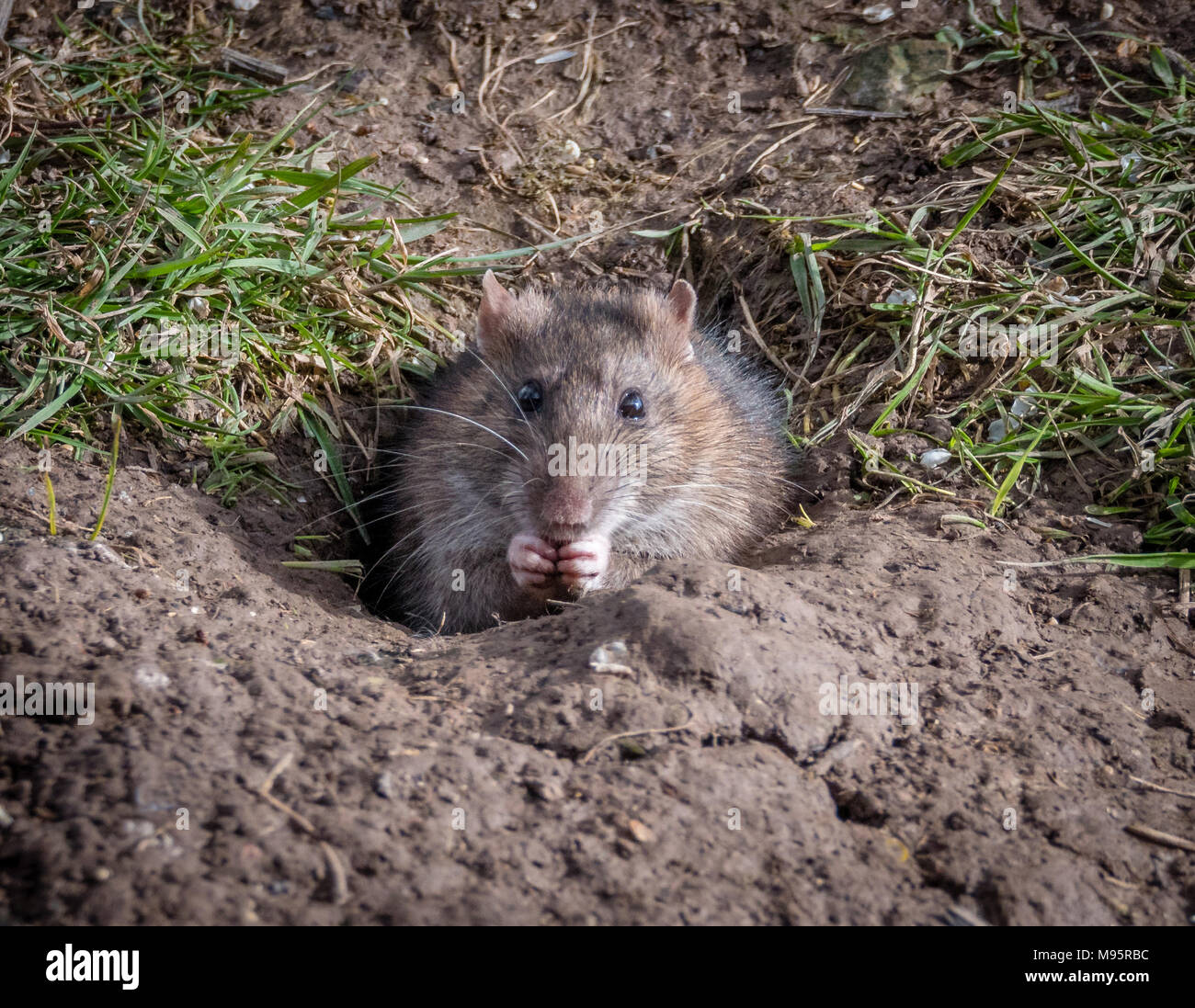 Norwegian Rat High Resolution Stock Photography and Images - Alamy