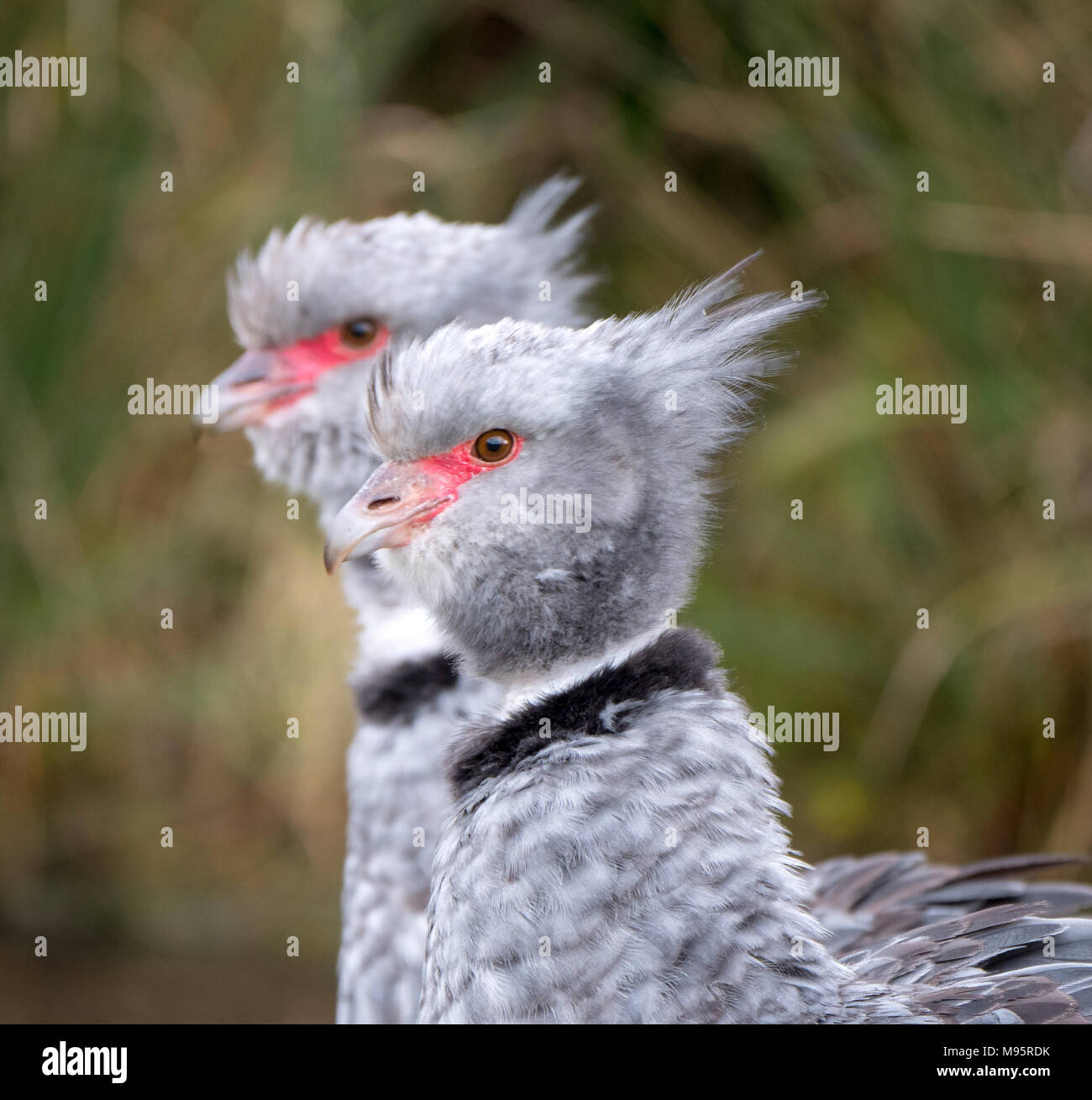 Southern screamers hi-res stock photography and images - Alamy