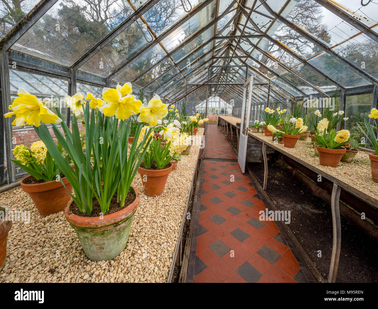 Spring bulbs and pot plants in a greenhouse at Tyntesfield North ...
