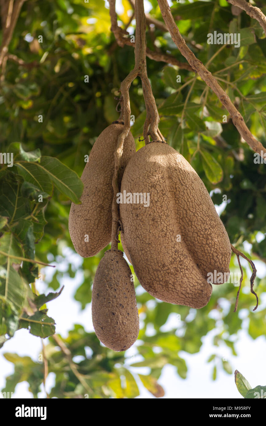 Inedible fruits of evergreen sausage tree, Kigelia africana, food for ...