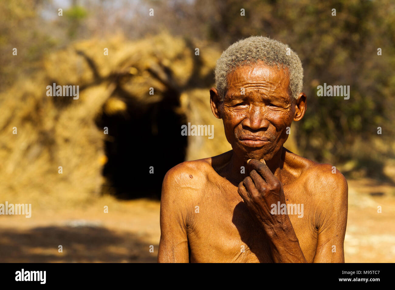 Old Ju/'Hoansi or San bushmen in front of an grass hut at their village ...