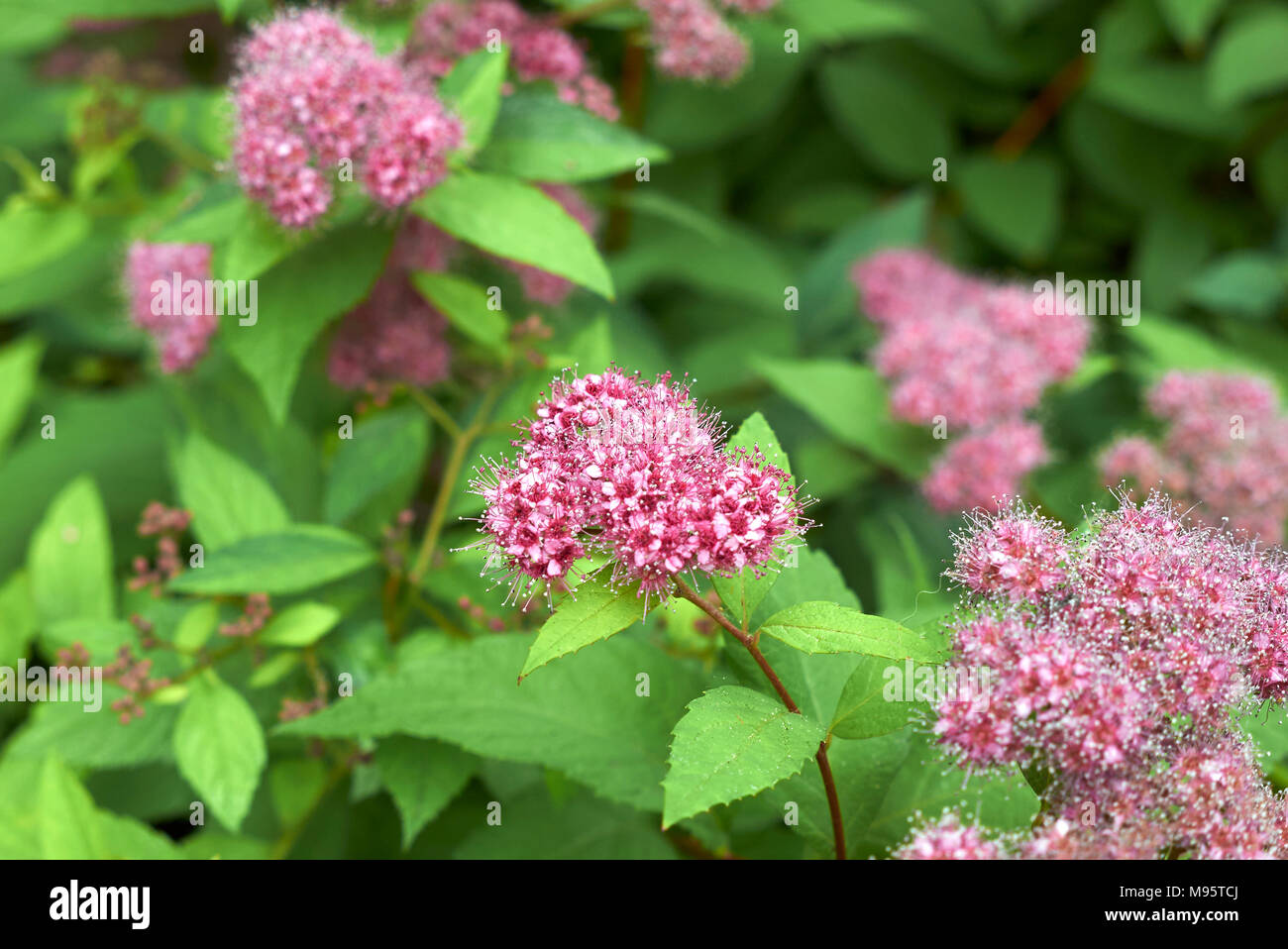 Spiraea japonica bumalda hi-res stock photography and images - Alamy