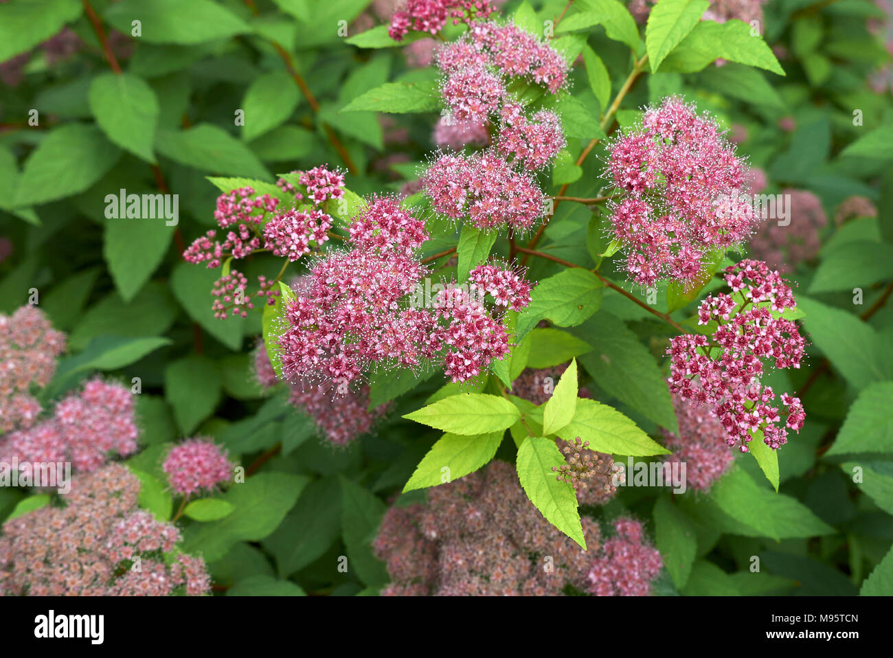 Spiraea japonica bumalda hi-res stock photography and images - Alamy