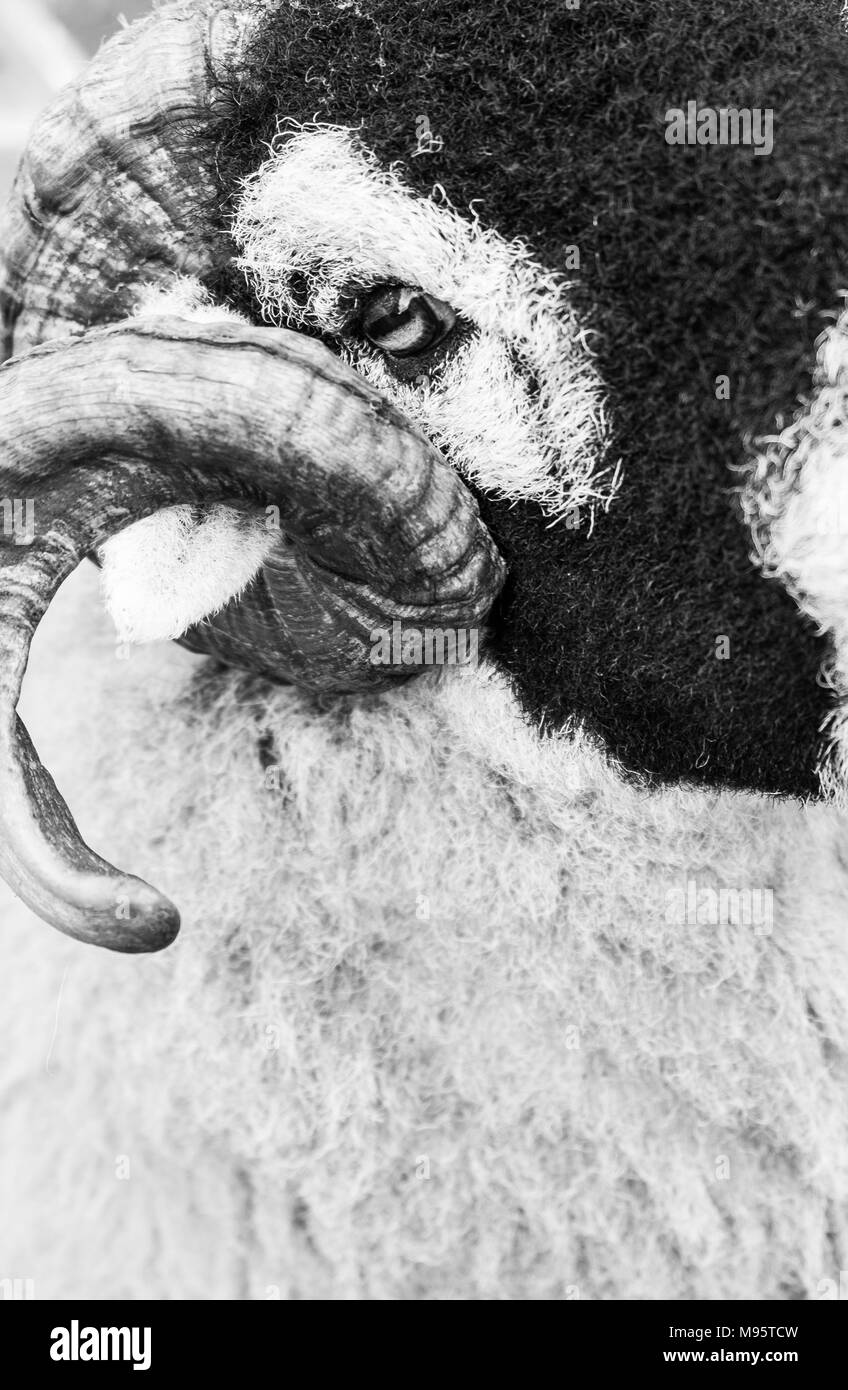 Country pursuits Black and White Stock Photos & Images - Alamy