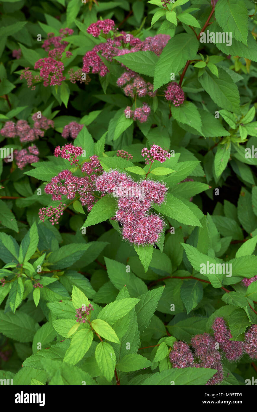 Spiraea japonica leaf hi-res stock photography and images - Alamy
