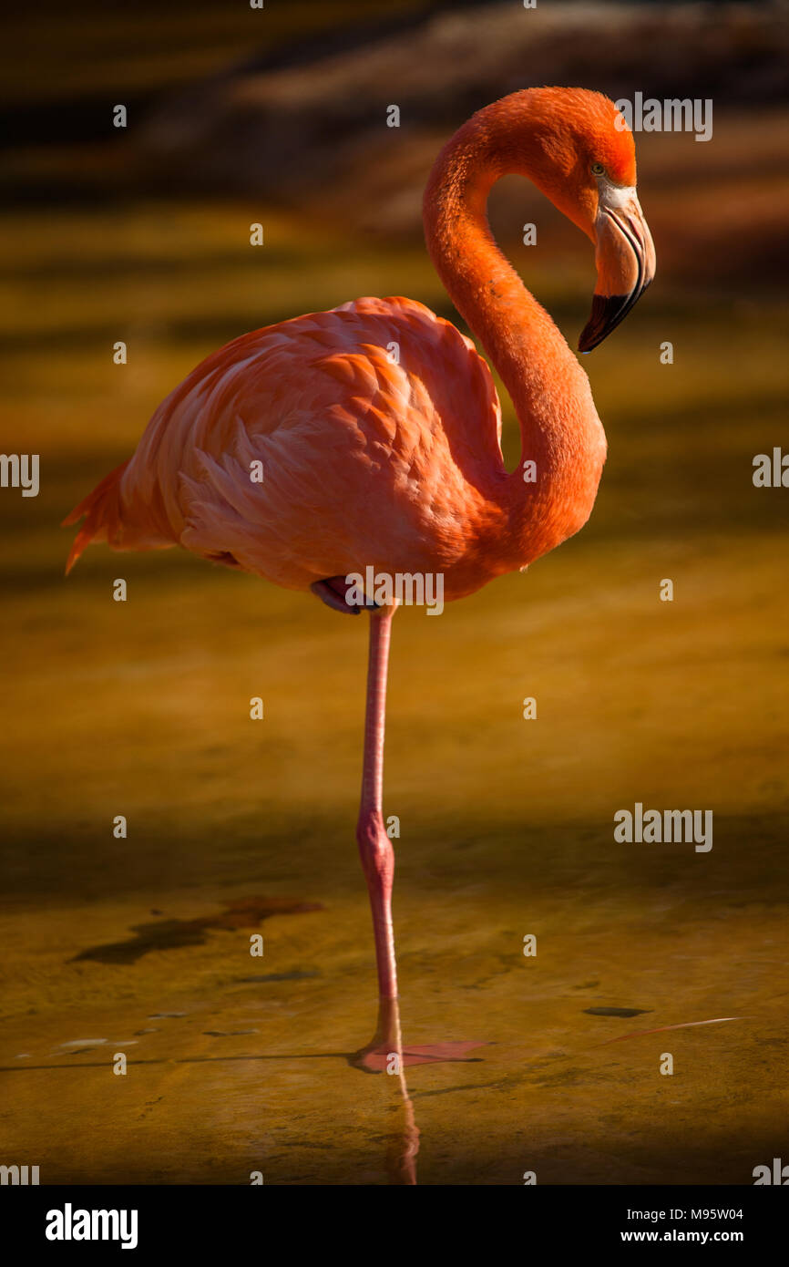An American Flamingo standing on one leg to retain body heat walking in ...
