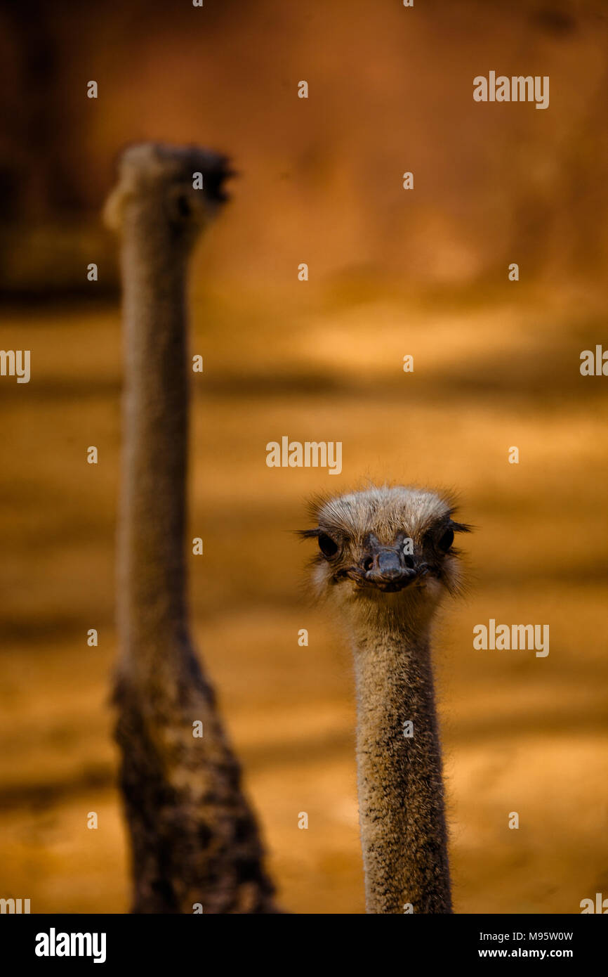 An image presenting two emus in Australia Stock Photo - Alamy