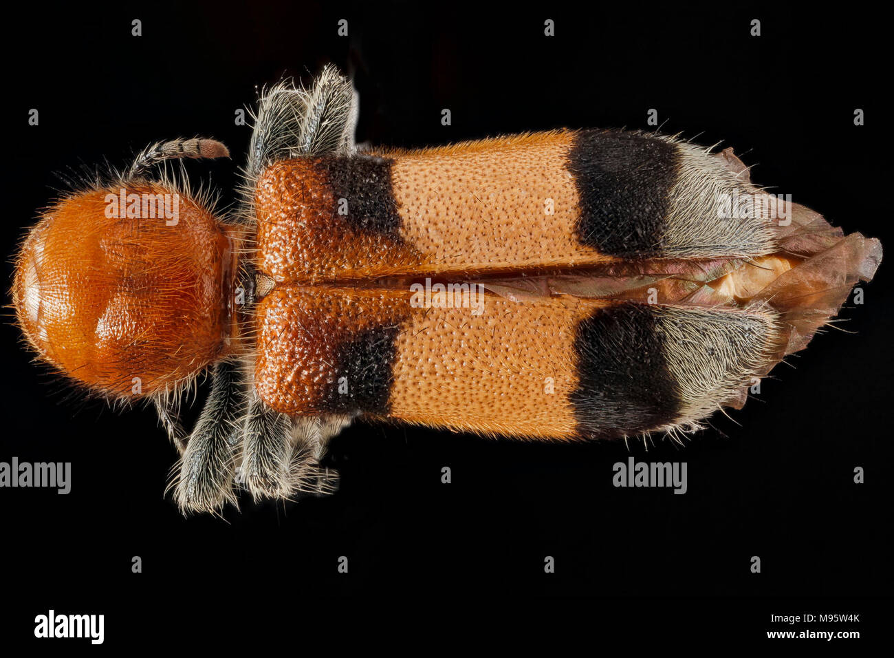 Beetle 3, back Stock Photo - Alamy