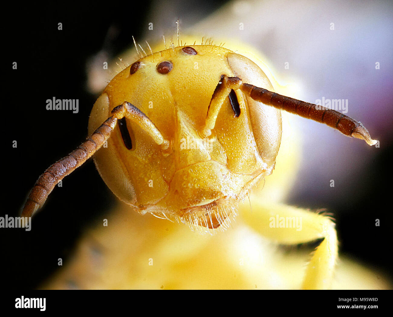Binomial perdita taxonomy hi-res stock photography and images - Alamy