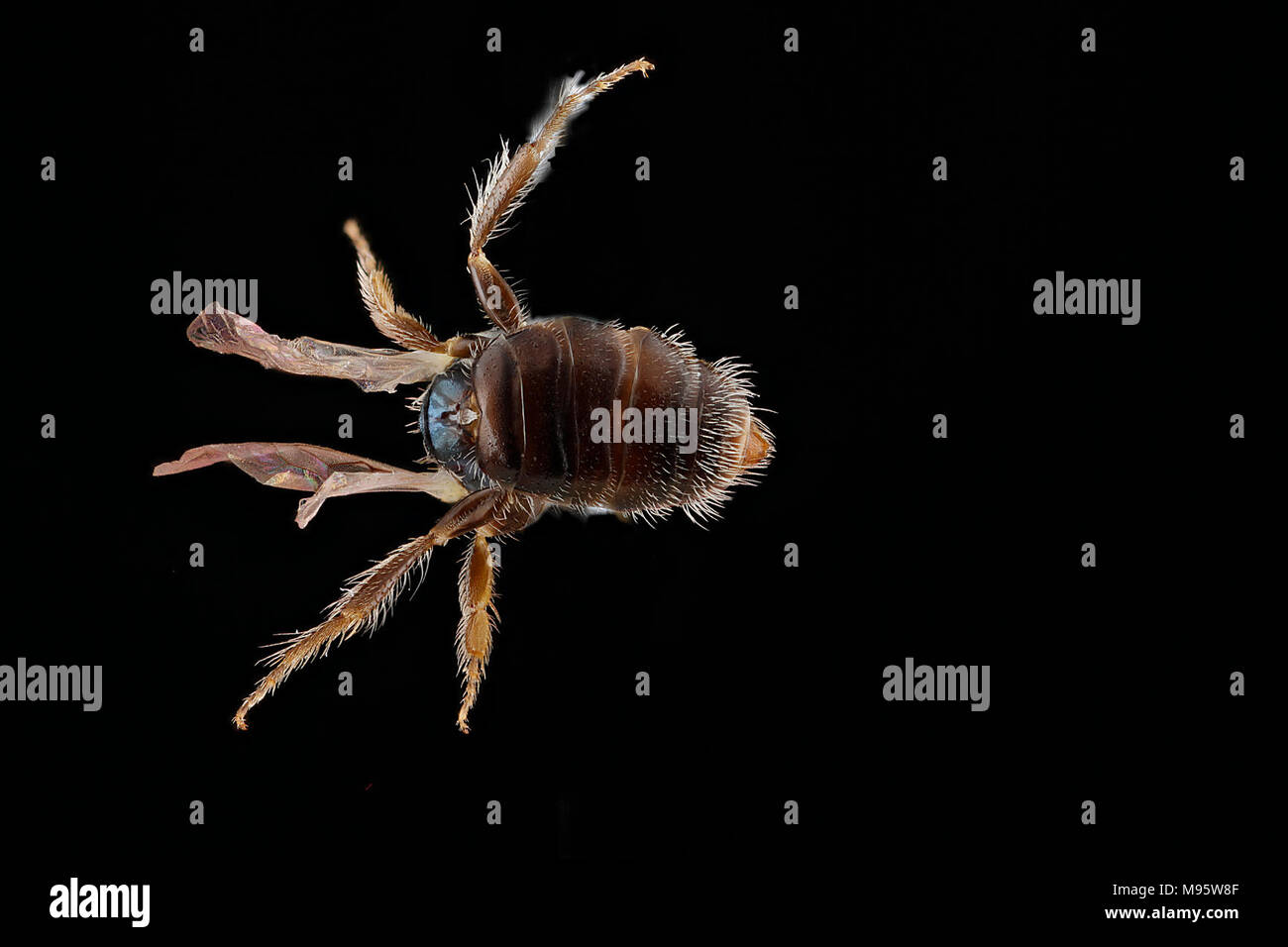 Perdita bee hi-res stock photography and images - Alamy