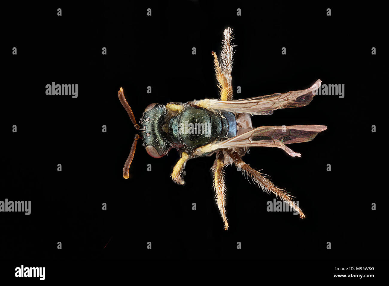 Perdita bee hi-res stock photography and images - Alamy