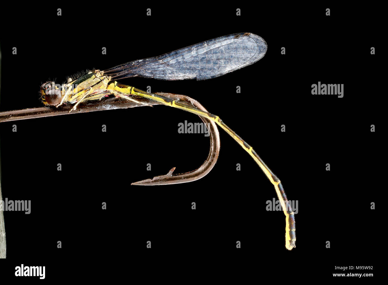 Ischnura posita, side Stock Photo - Alamy