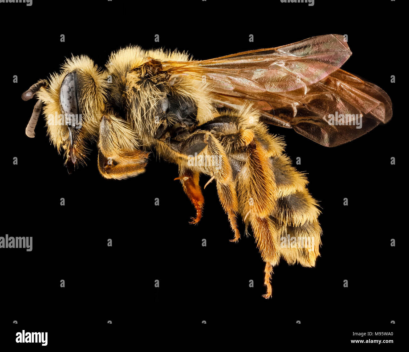 Andrena astragali, female, side Stock Photo - Alamy